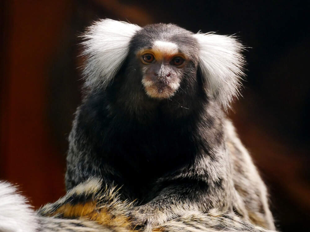 Weissbüscheläffchen – Zootier Lexikon