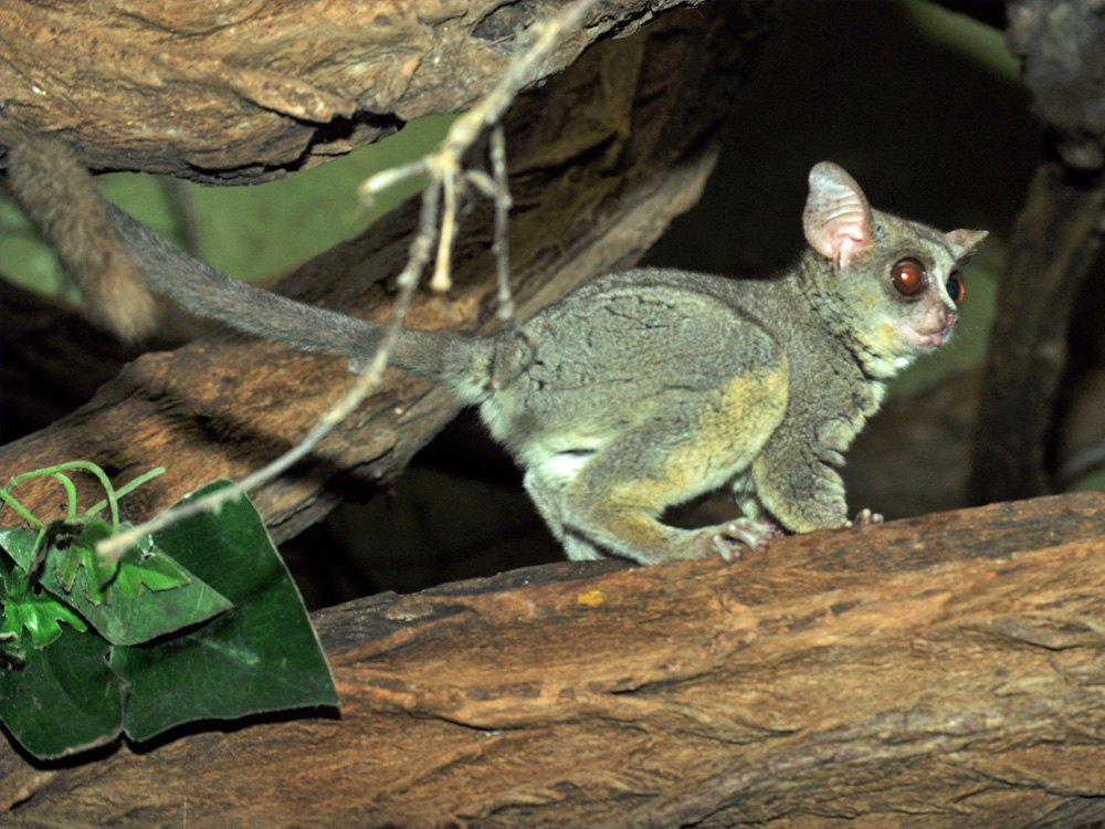 Senegal-Galago – Zootier Lexikon