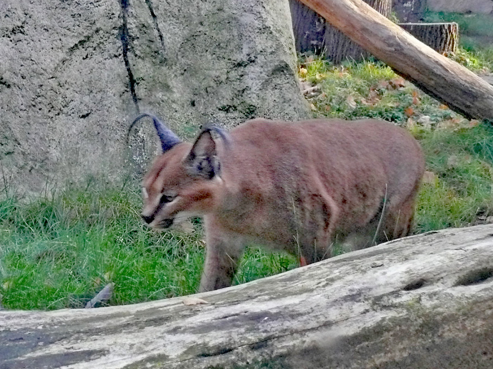 Karakal – Zootier Lexikon