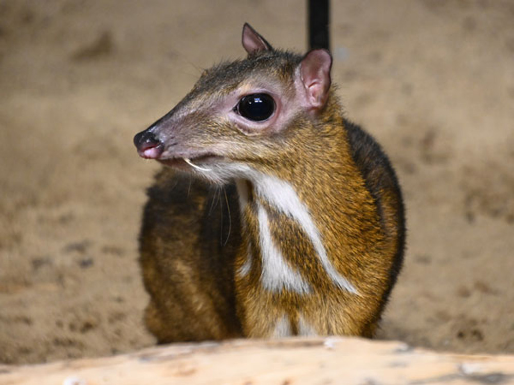 Kleinkantschil – Zootier Lexikon