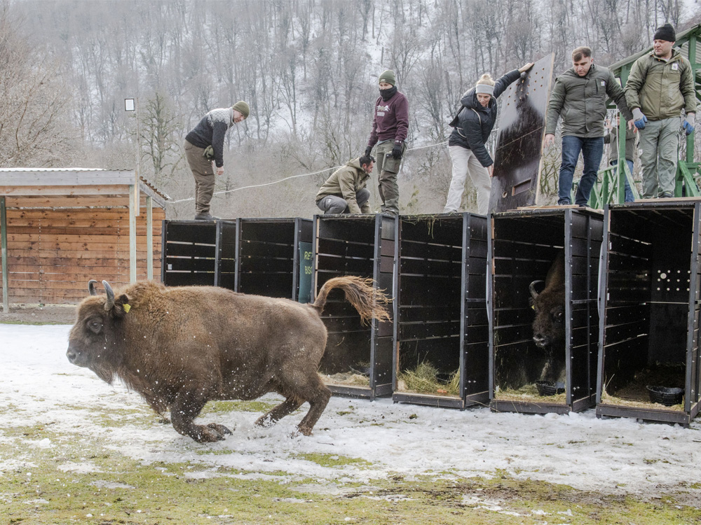 Wiederansiedlung Wisent – Zootier Lexikon