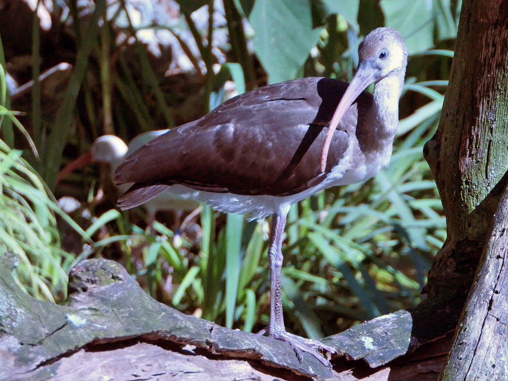 Brauner Sichler – Zootier Lexikon