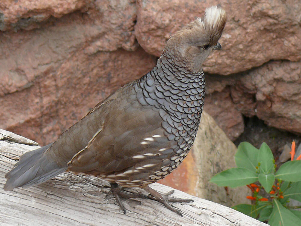 Schuppenwachtel – Zootier Lexikon