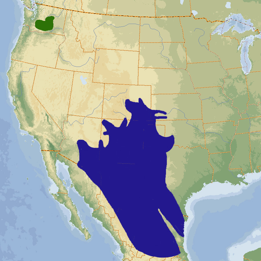 Schuppenwachtel – Zootier Lexikon
