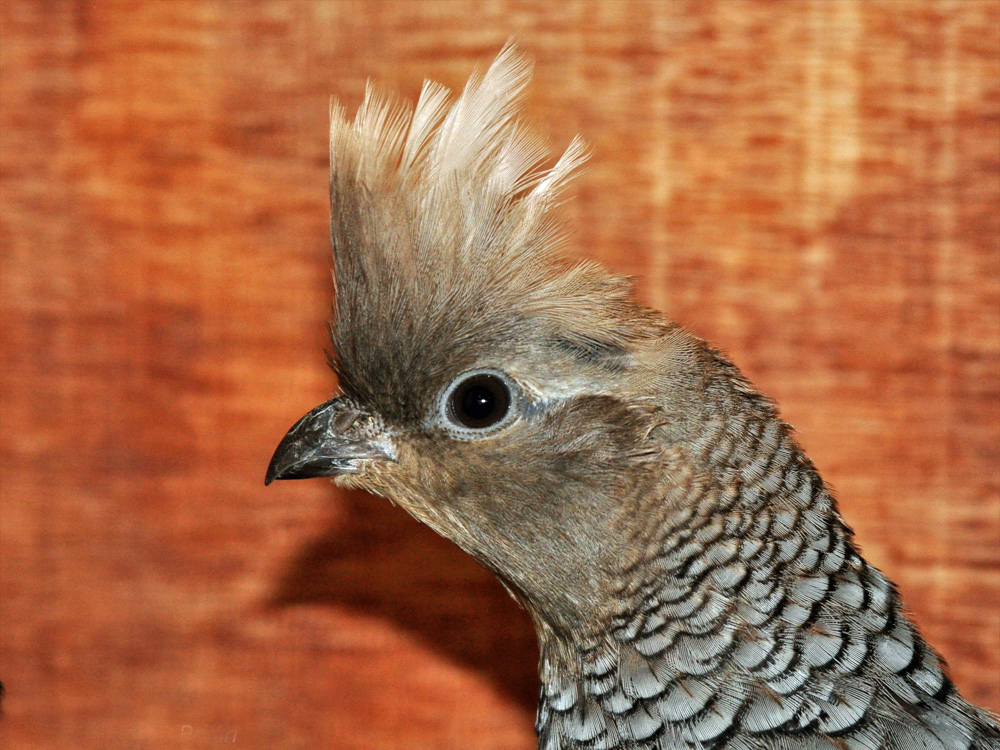 Schuppenwachtel – Zootier Lexikon