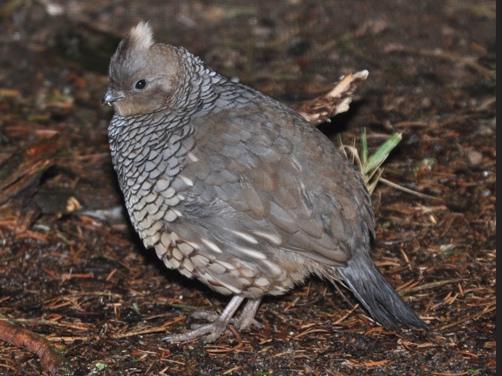 Schuppenwachtel – Zootier Lexikon