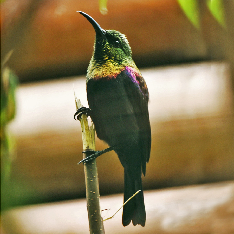 Kupfernektarvogel – Zootier Lexikon