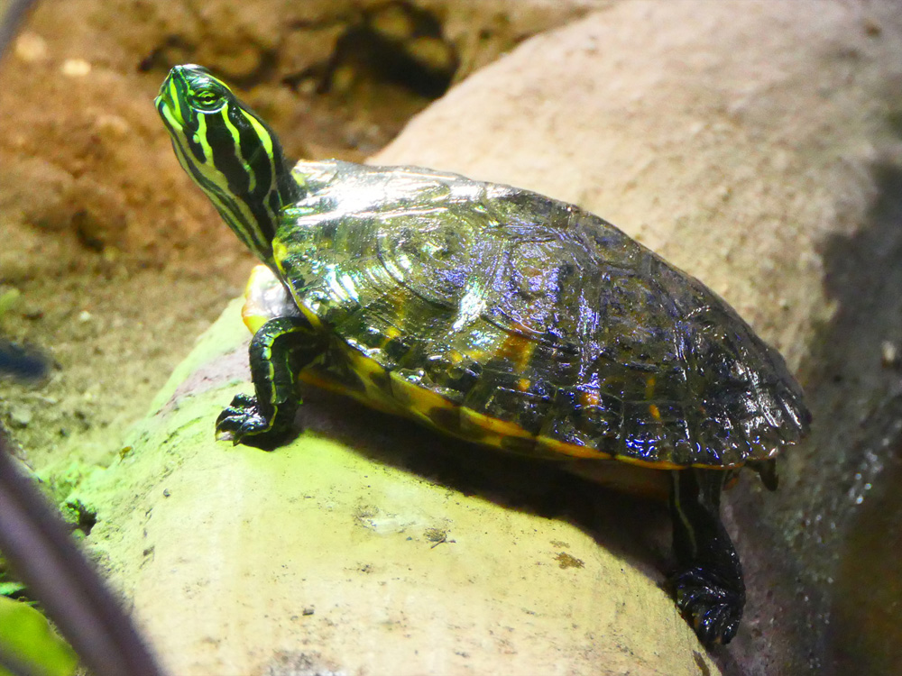 Echte Schmuckschildkröten – Zootier Lexikon