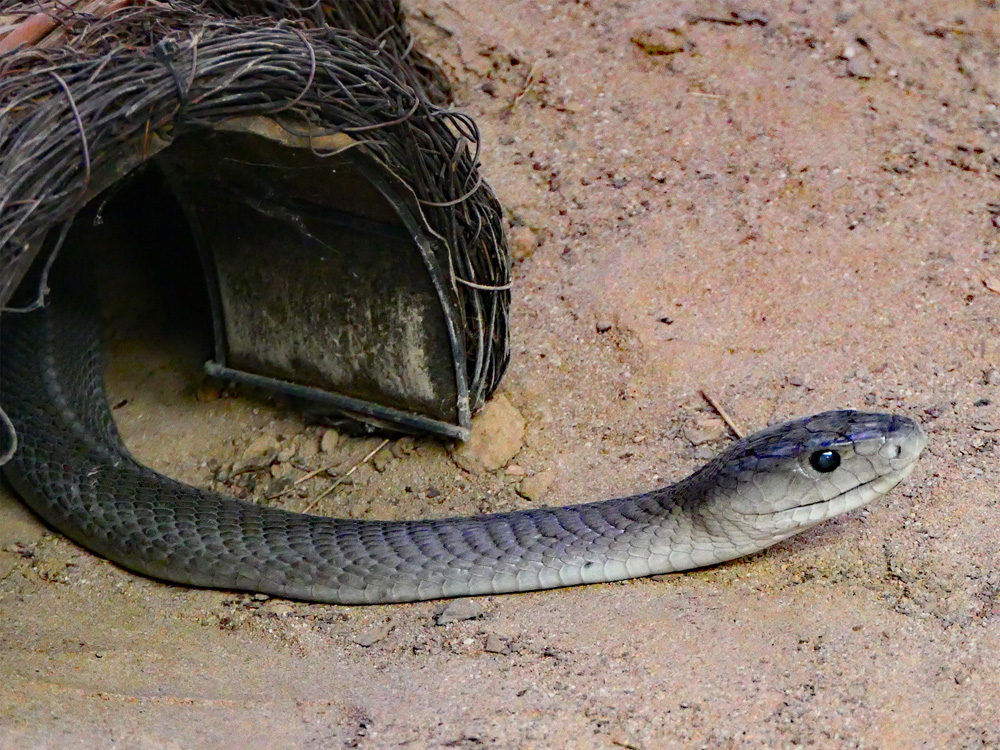 Schwarze Mamba Schwarze Mamba Gift Mythos Und Wahrheit Um Afrikas Todlichste Schlange