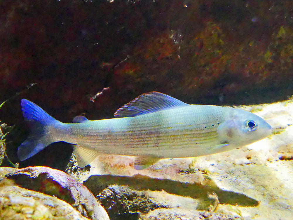 Äsche – Zootier Lexikon