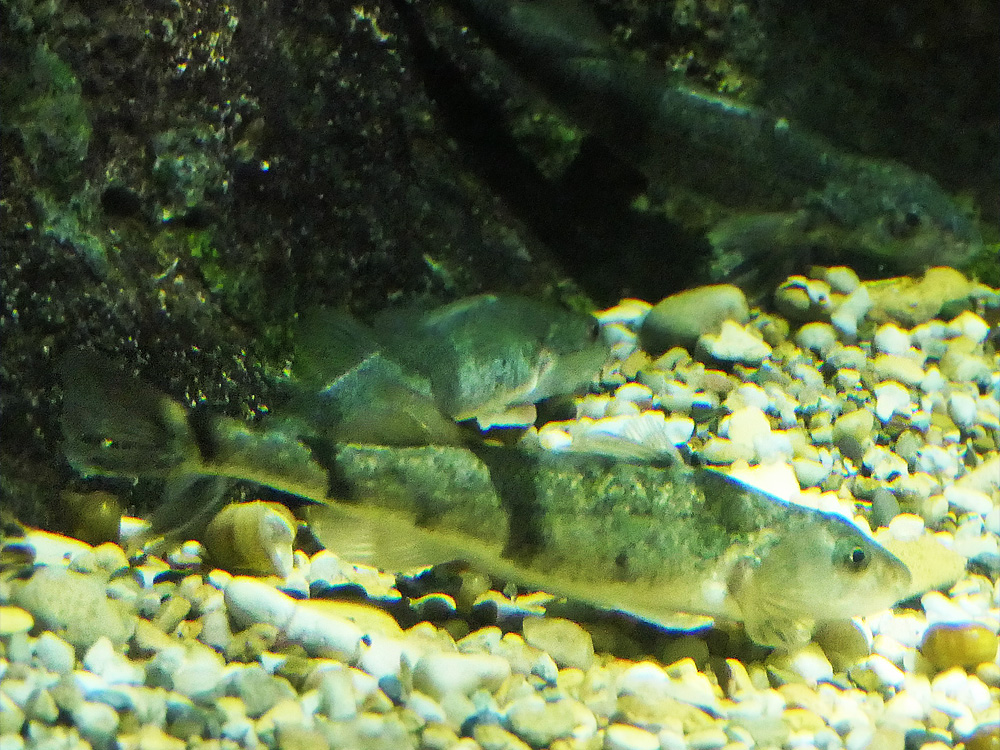 Rhone-Streber – Zootier Lexikon