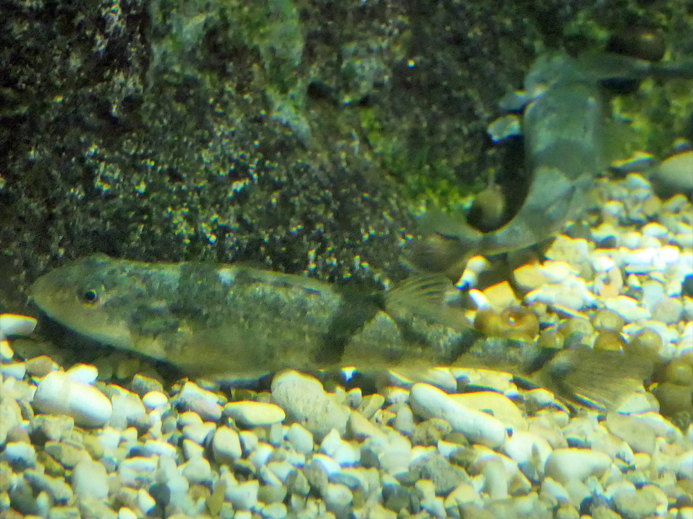 Rhone-Streber – Zootier Lexikon