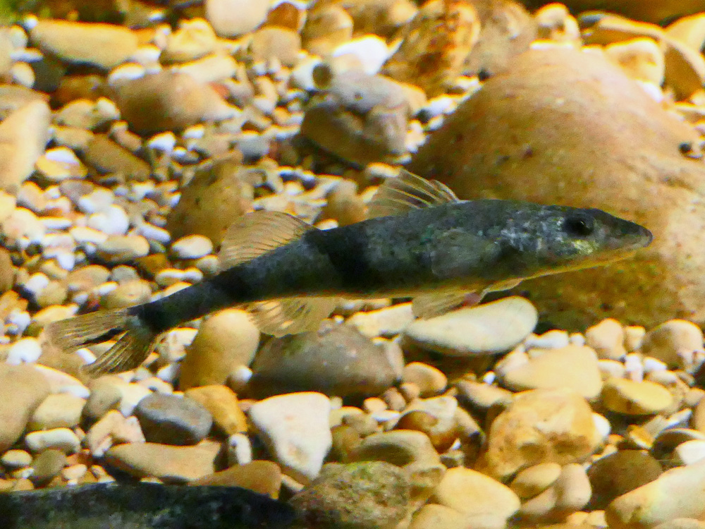 Rhone-Streber – Zootier Lexikon