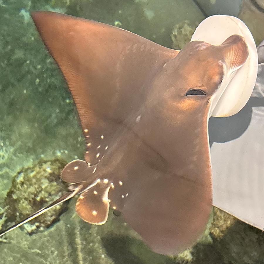 Gefleckter Adlerrochen – Zootier Lexikon