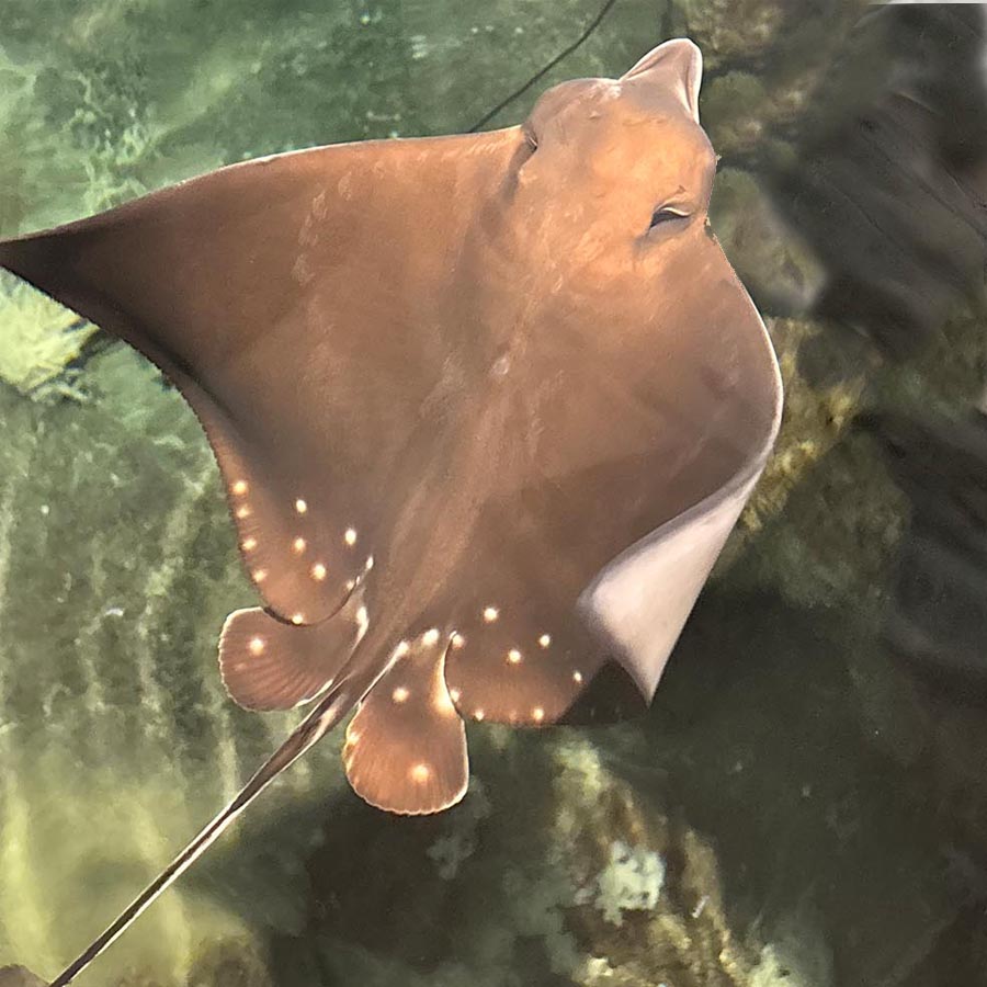 Gefleckter Adlerrochen – Zootier Lexikon