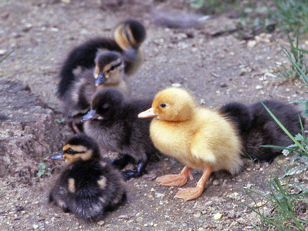 Hausente – Zootier Lexikon
